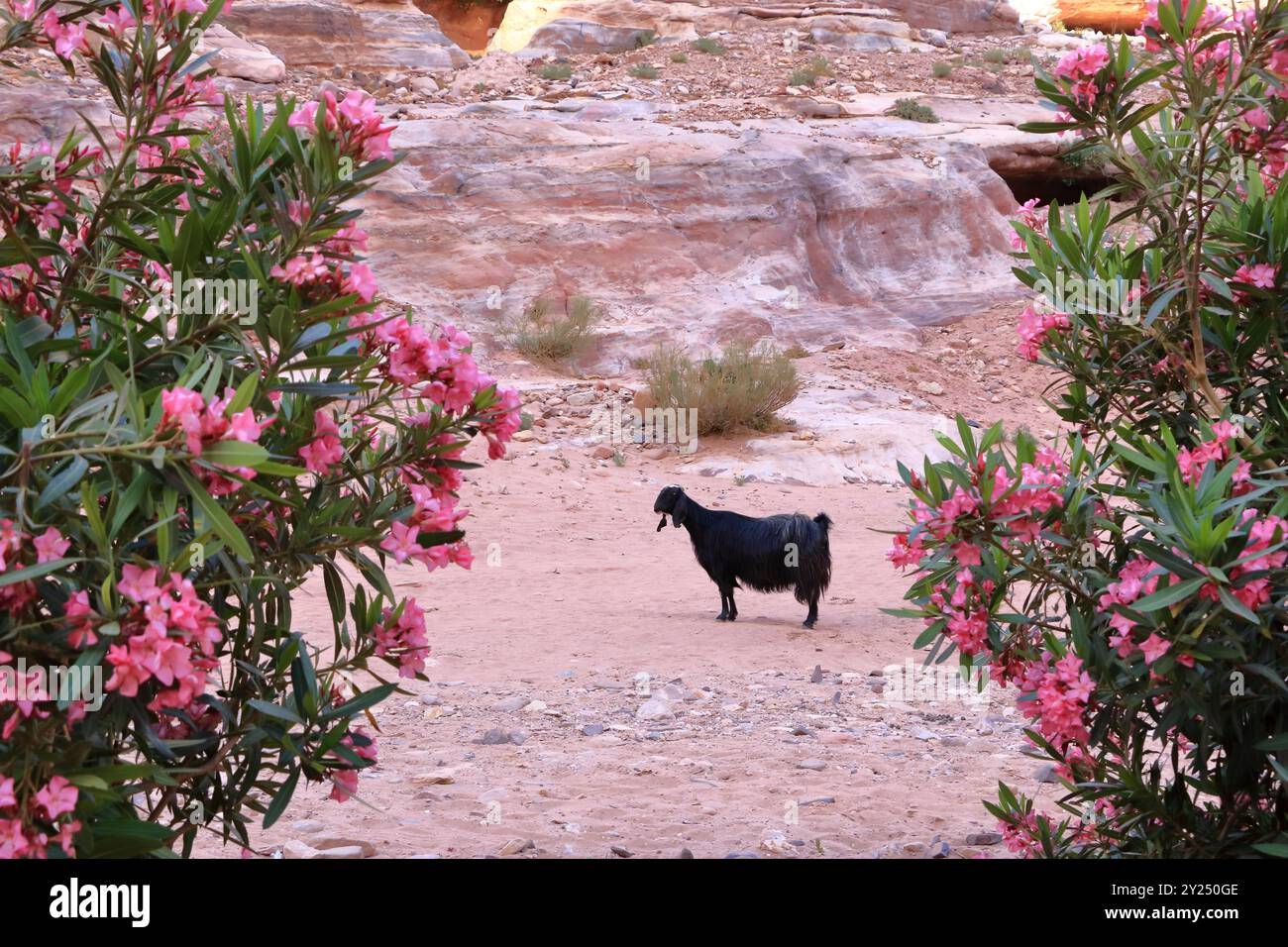 Goats in the area of Wadi Musa, Petra in Jordan Stock Photo - Alamy