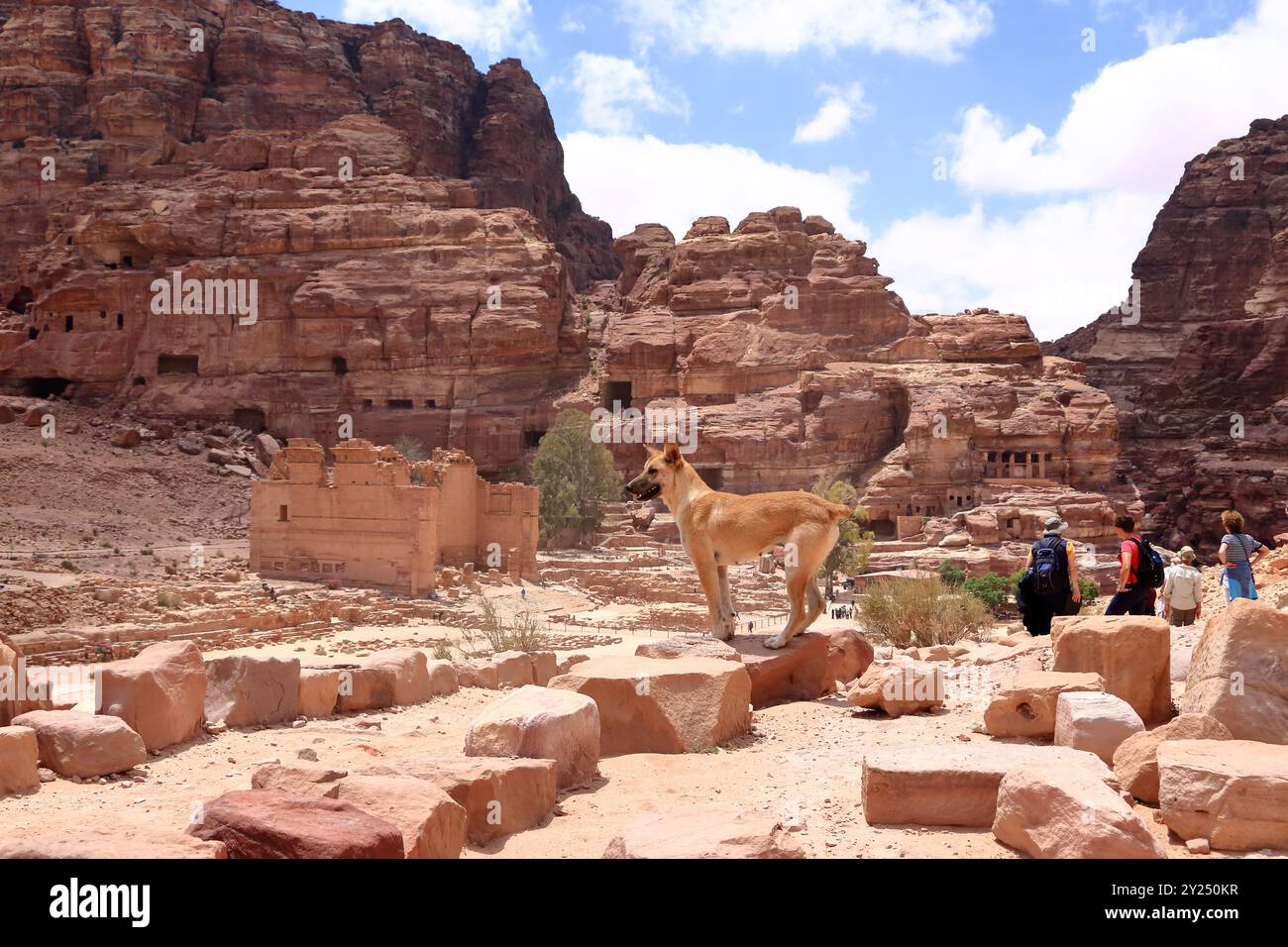 cute stray dog at the area of Wadi Musa, Petra in Jordan Stock Photo ...