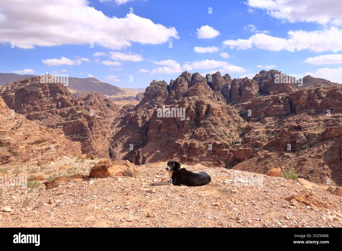 cute stray dog at the area of Wadi Musa, Petra in Jordan Stock Photo ...