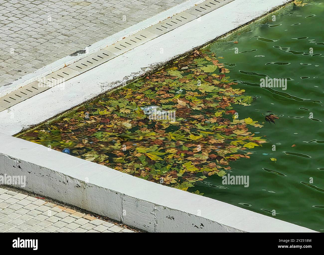 Polluted City Pool Water with Autumn Leaves and Plastic Bag: An Ecology ...