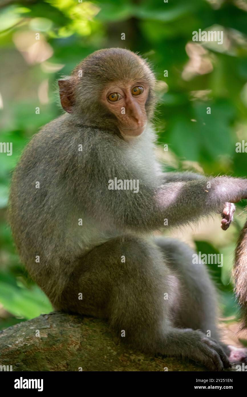 The wild Formosan rock macaque (Macaca cyclopis) in Shoushan (Kaohsiung ...