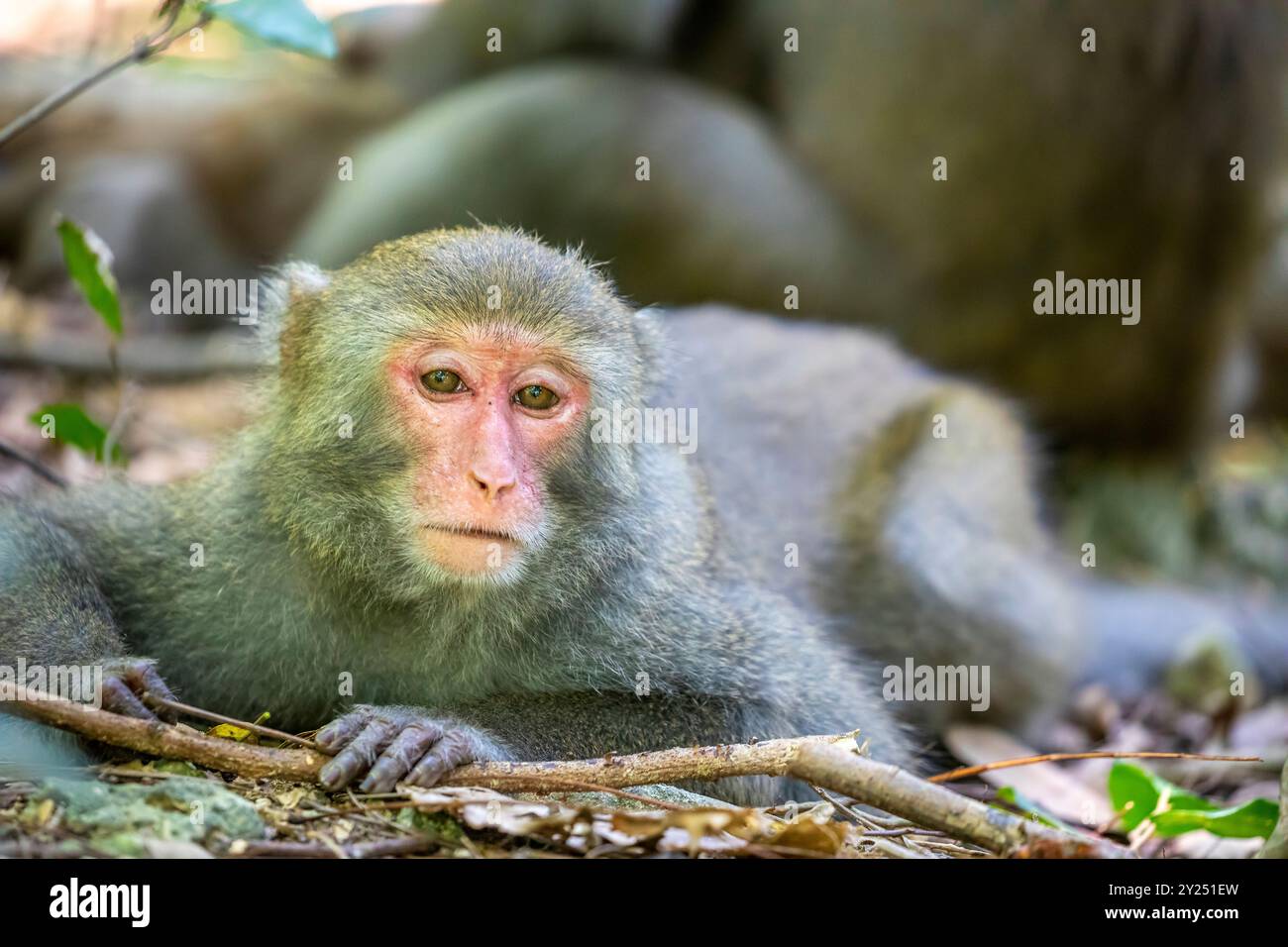 The wild Formosan rock macaque (Macaca cyclopis) in Shoushan (Kaohsiung ...