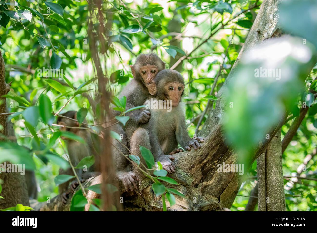 The baby wild Formosan rock macaque (Macaca cyclopis) in Shoushan ...