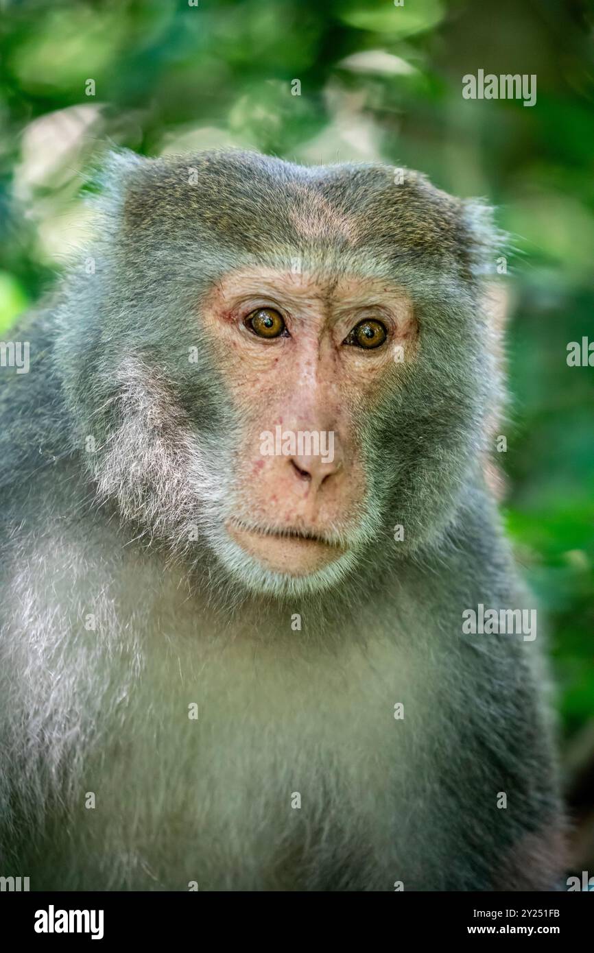 The wild Formosan rock macaque (Macaca cyclopis) in Shoushan (Kaohsiung ...