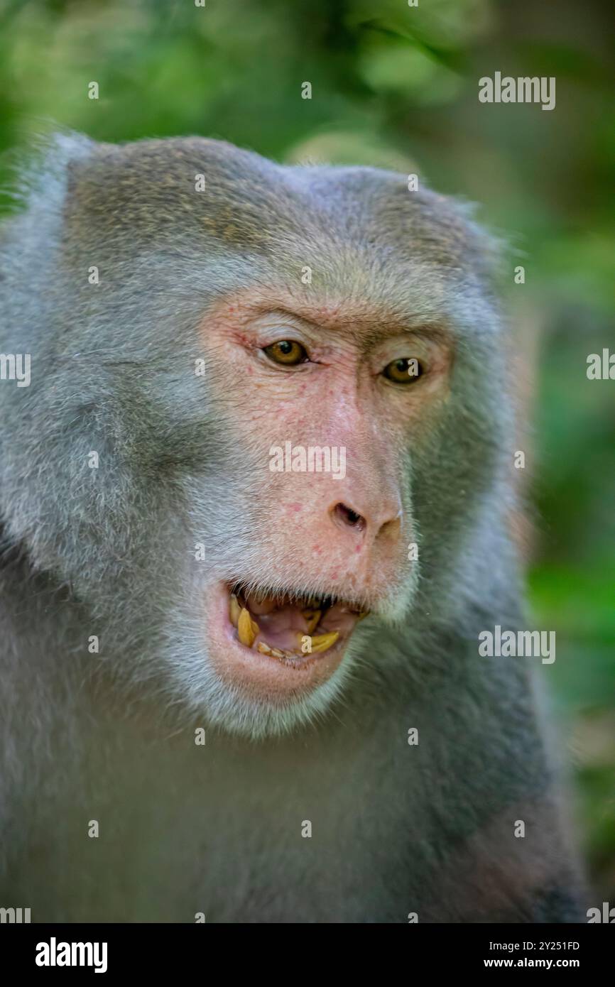 The wild Formosan rock macaque (Macaca cyclopis) in Shoushan (Kaohsiung ...