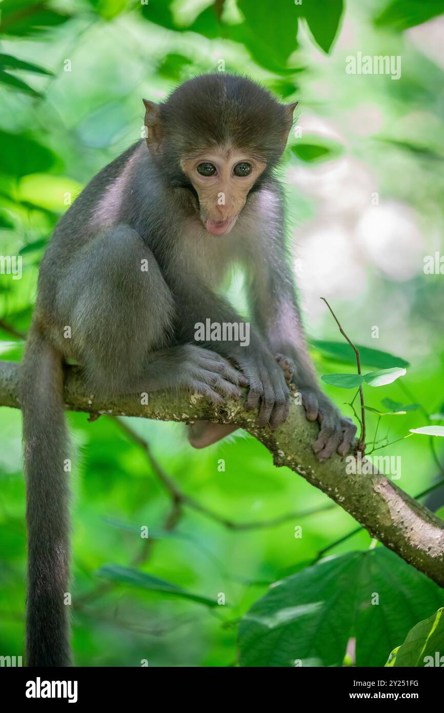 The baby wild Formosan rock macaque (Macaca cyclopis) in Shoushan ...