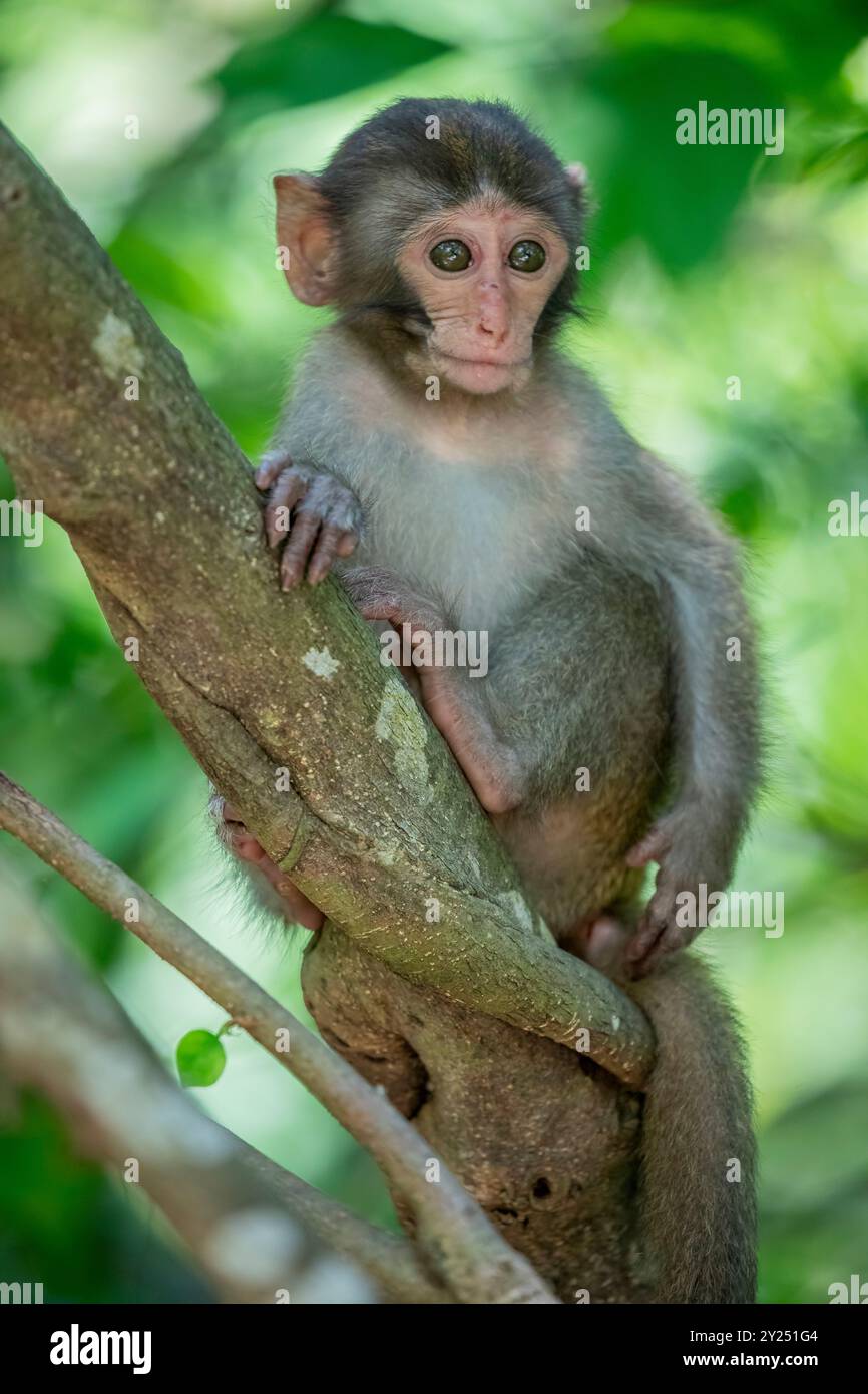 The baby wild Formosan rock macaque (Macaca cyclopis) in Shoushan ...