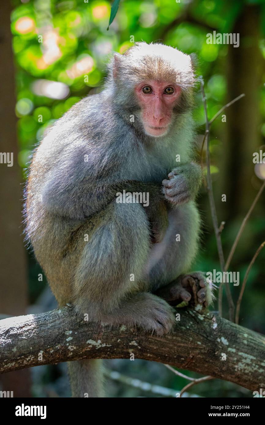 The wild Formosan rock macaque (Macaca cyclopis) in Shoushan (Kaohsiung ...