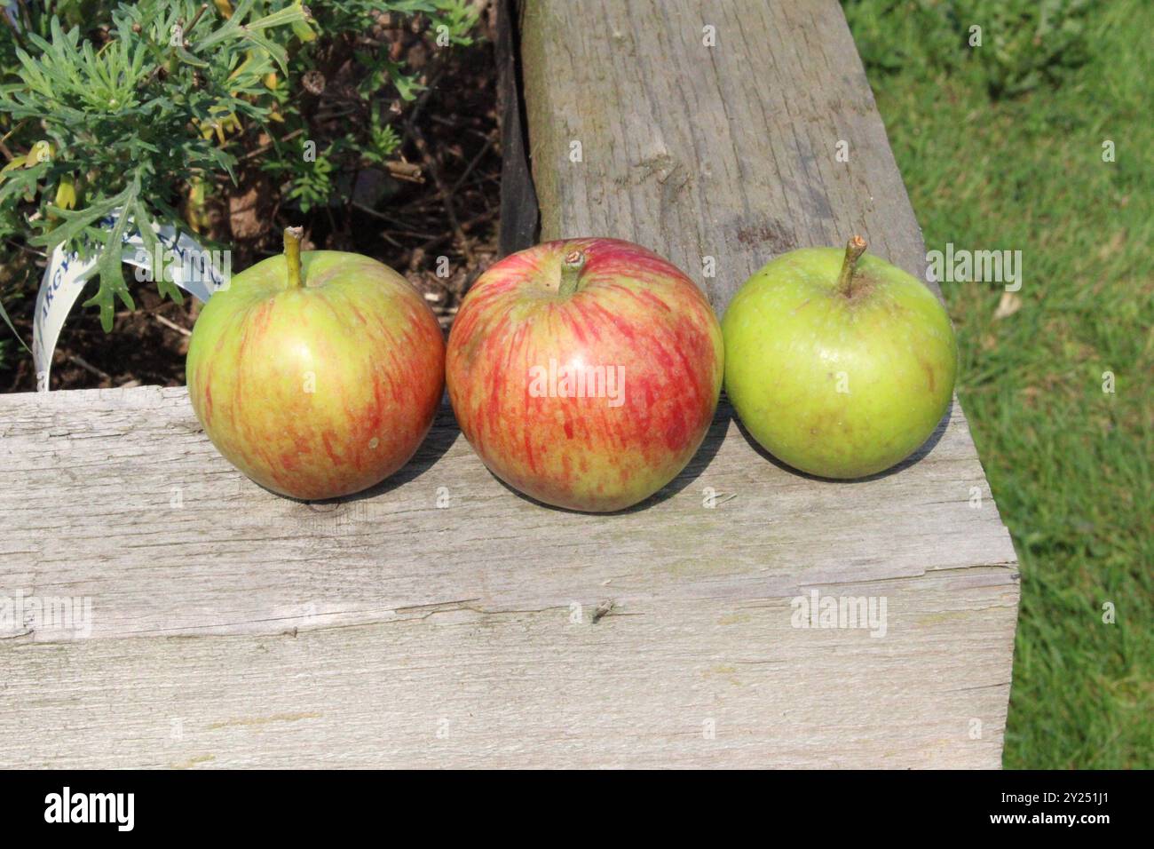 Fresh fruit apples from hi-res stock photography and images - Alamy