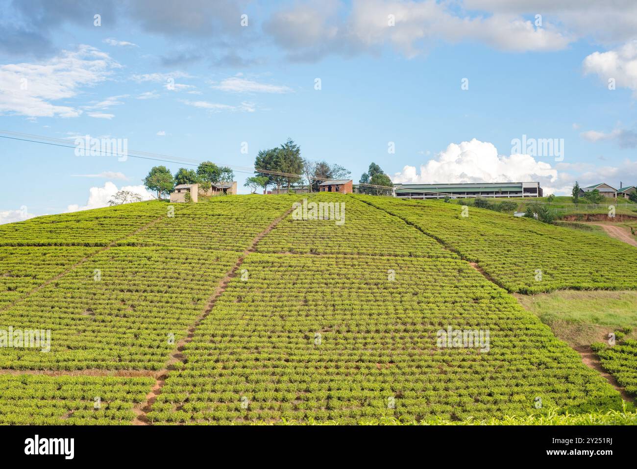 Tea Plantation Uganda Stock Photo - Alamy Tea Plantation Uganda Stock Photo - Alamy