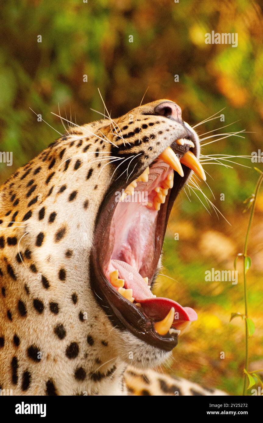 Leopard yawn - Uganda Stock Photo - Alamy