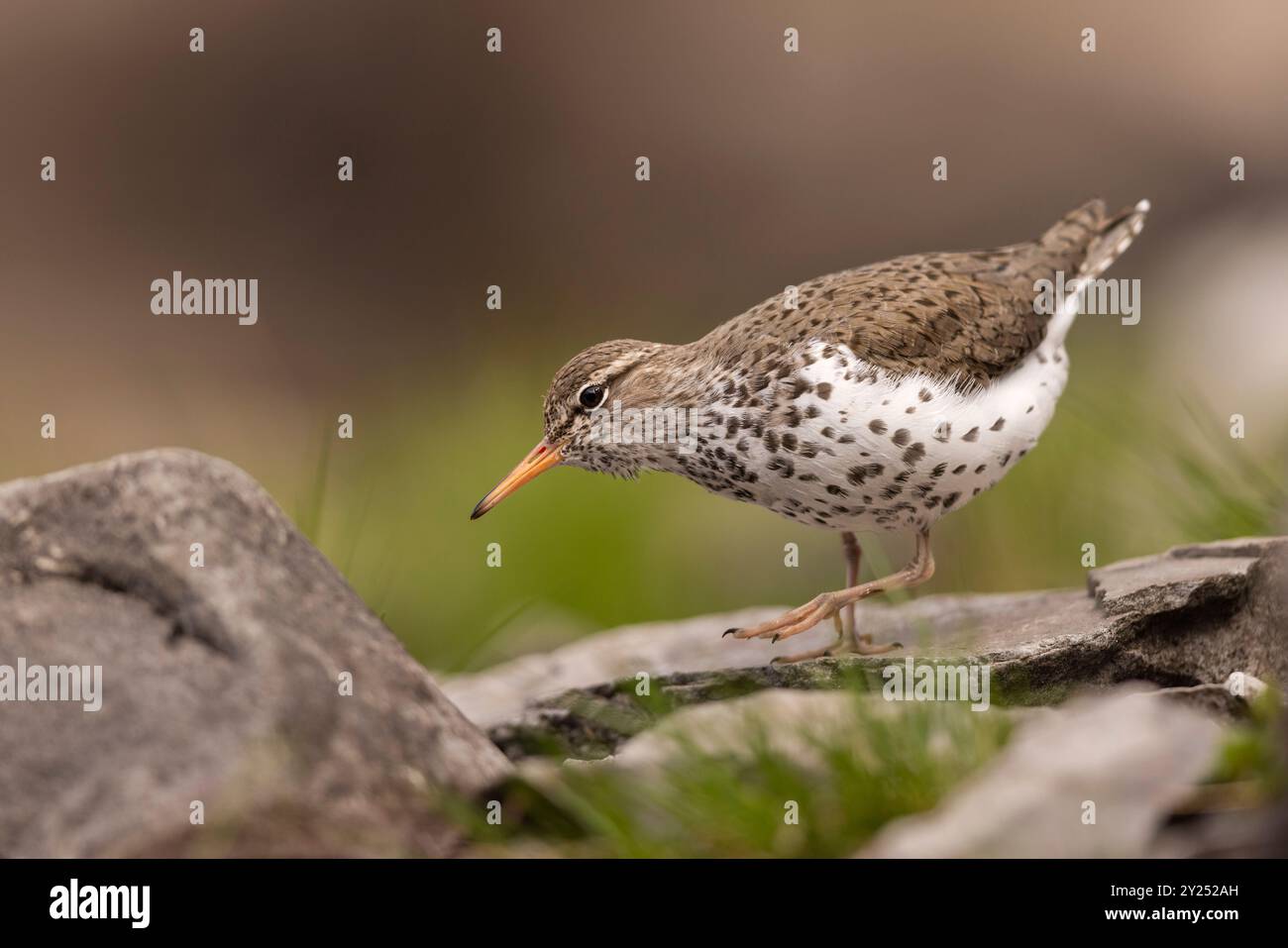 Spotted Flycatcher searching for food Stock Photo - Alamy