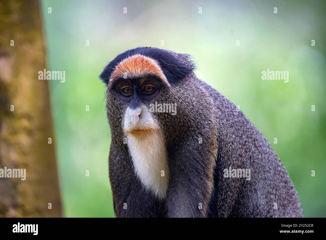 Close up photos of apes hi-res stock photography and images - Alamy