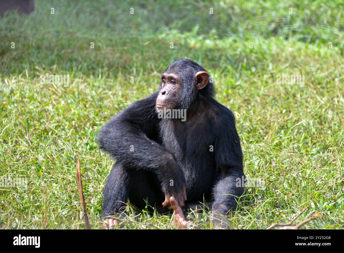 Relaxed chimpanzee at Ngamba Island in Lake Victoria Uganda Stock Photo ...