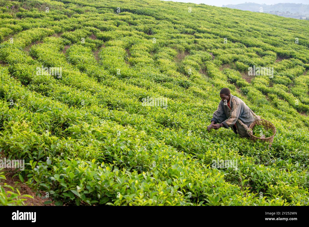Uganda tea farmer hi-res stock photography and images - Alamy