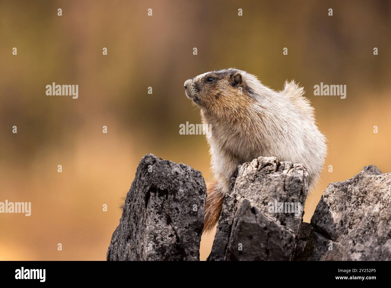 Marmot sitting on a rock Stock Photo - Alamy
