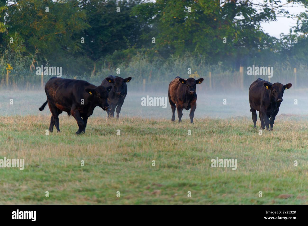 Cattle-Bos taurus in a field during mist, Arundel, West Sussex, England ...
