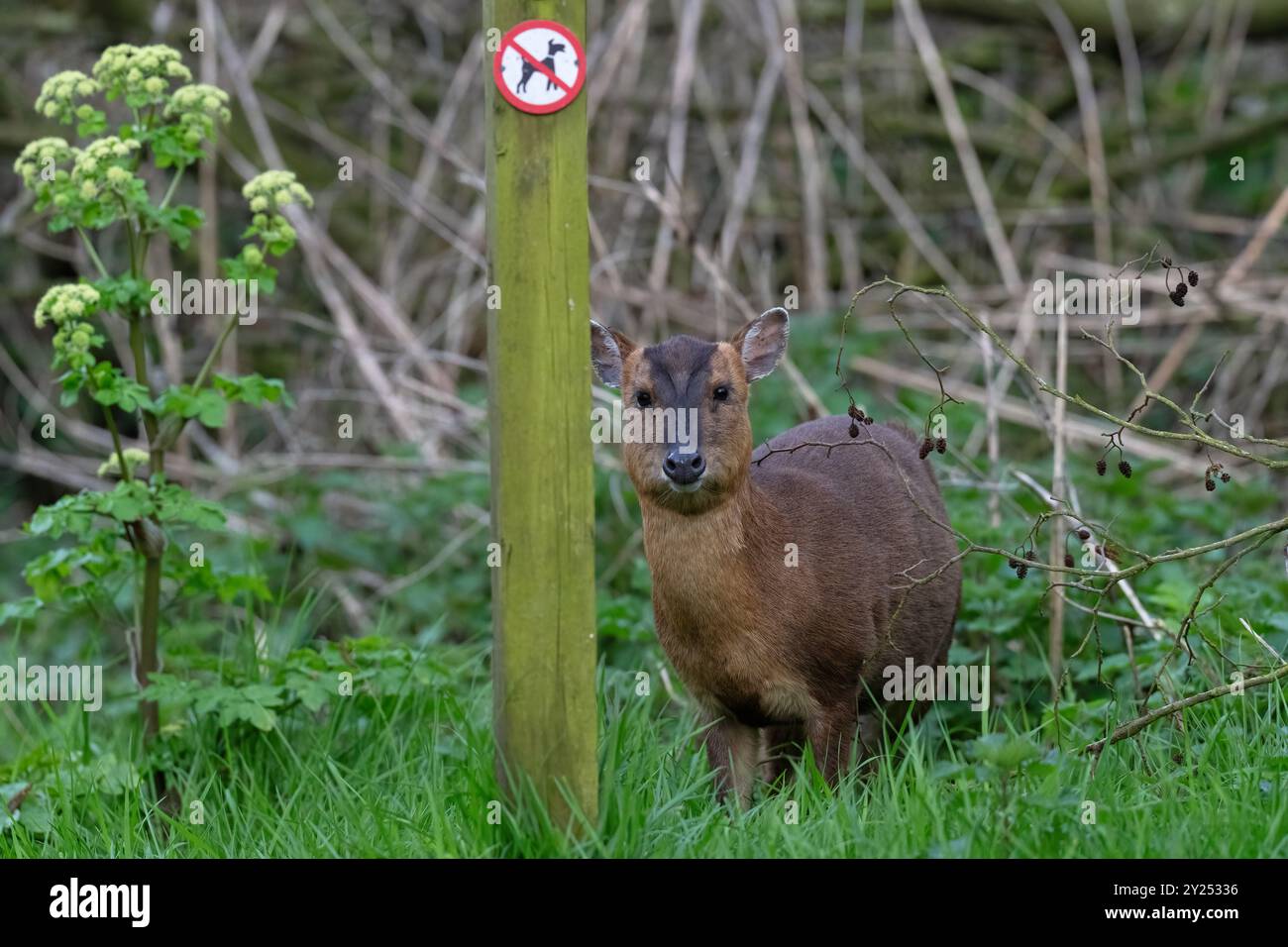 Muntjac (Doe) also known as Reeves’ Muntjac, barking deer and Mastreani ...