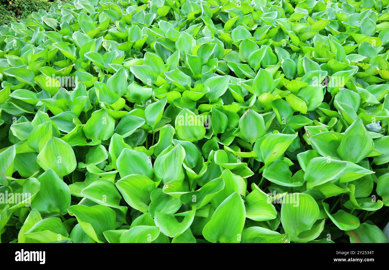 Bunch of Water Hyacinth Floating on the Canal and River in Thailand ...
