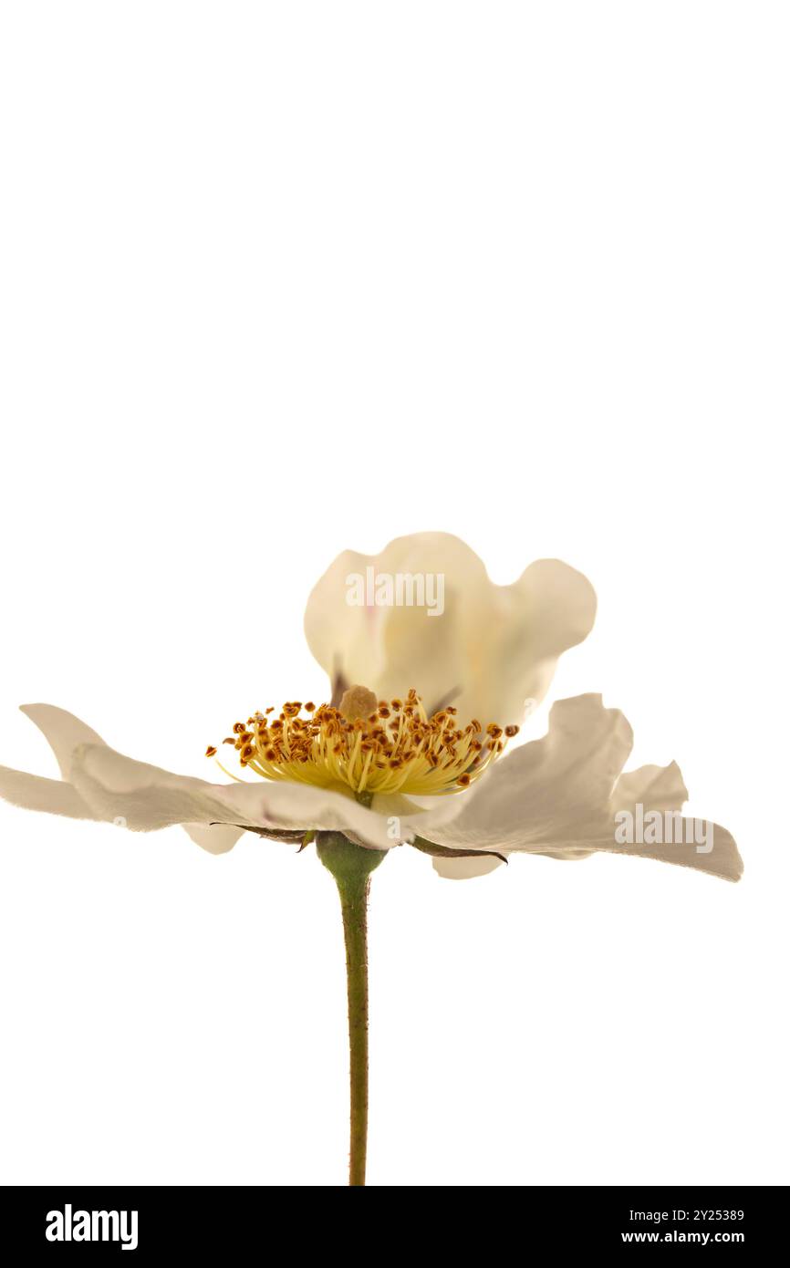 Delicate plant textures Cut Out Stock Images & Pictures - Alamy