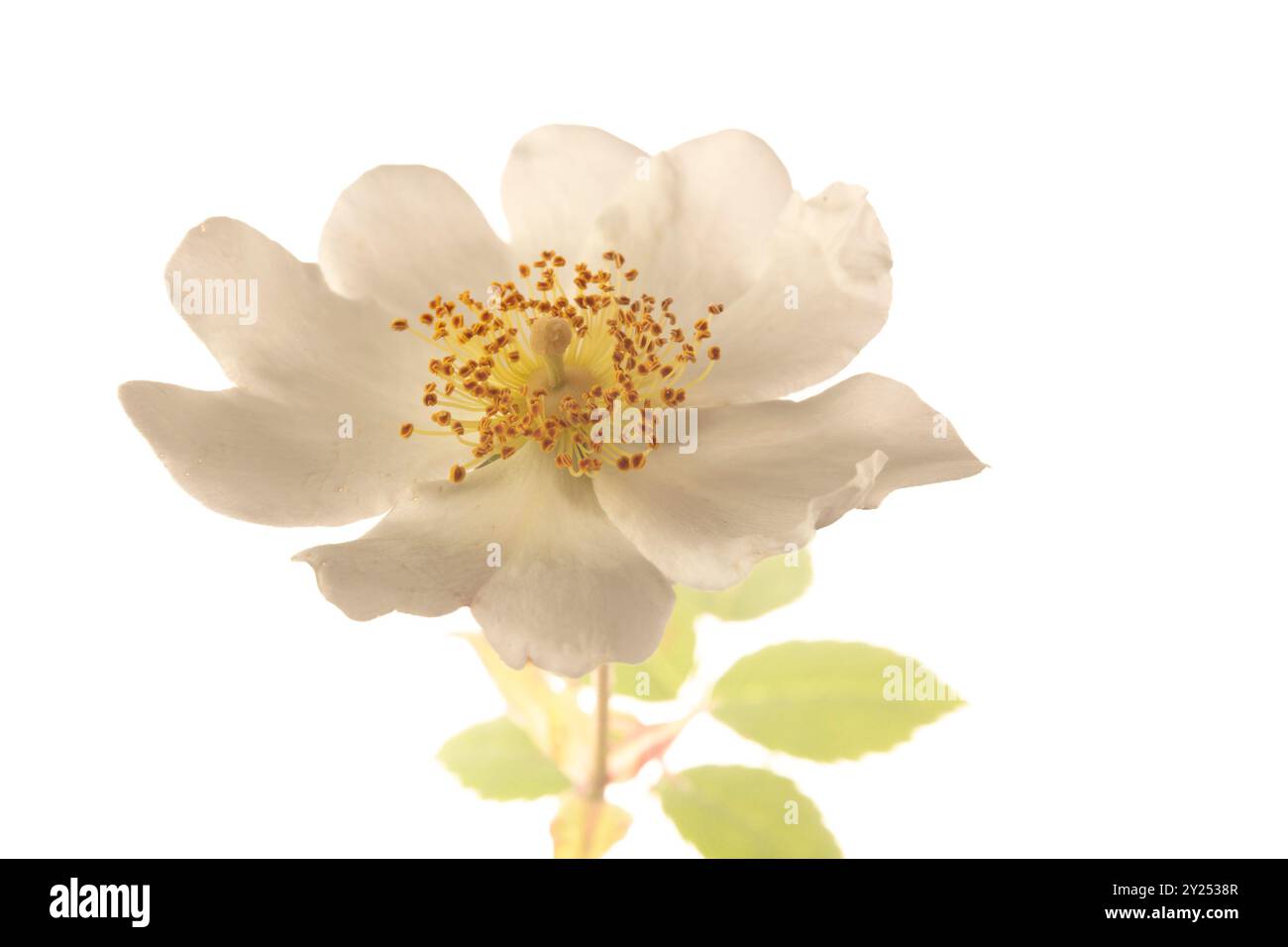 Bright white rose on white background romantic flowering plant portrait ...