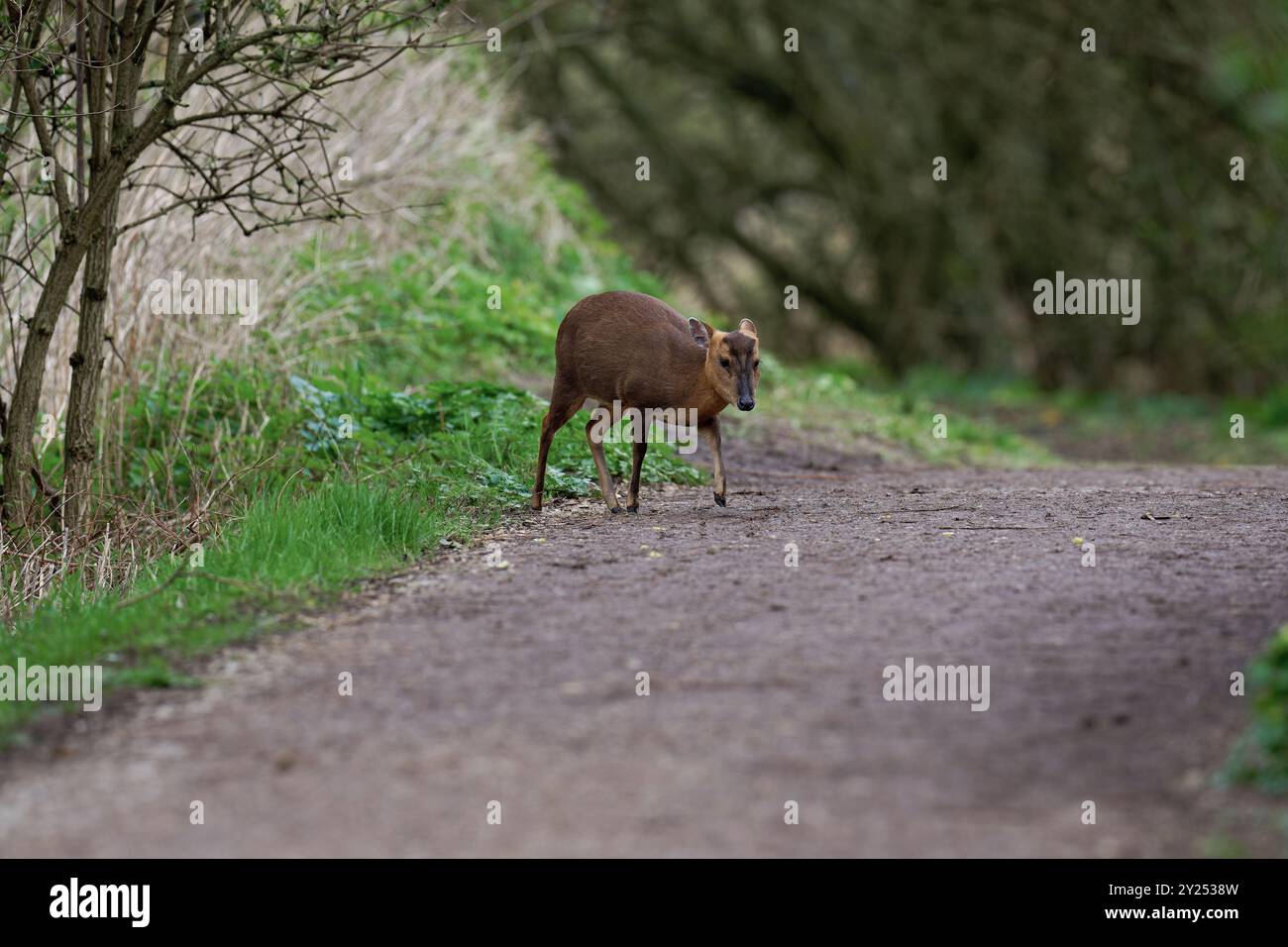 Muntjac (Doe) also known as Reeves’ Muntjac, barking deer and Mastreani ...