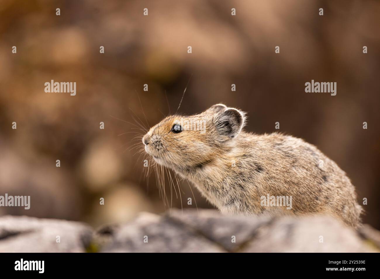 Close up pika ochotona hi-res stock photography and images - Alamy