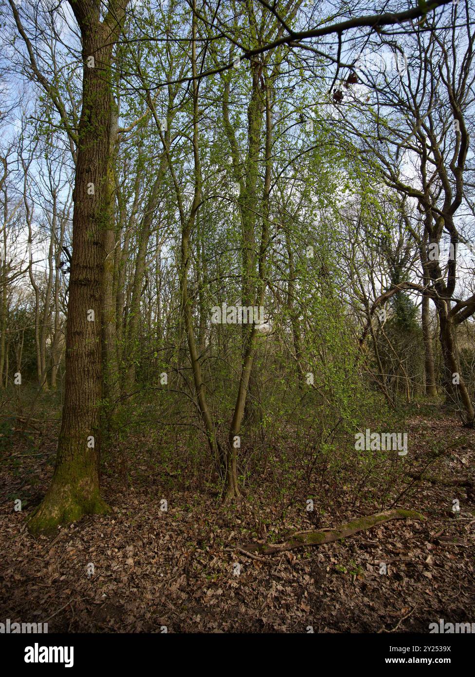 Natural patterns of awakening spring woodland structures in English ...