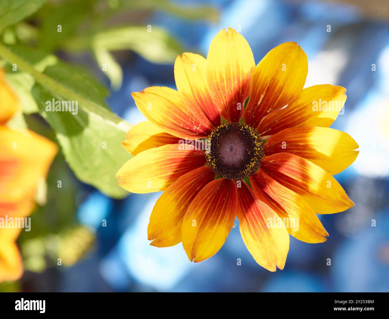 Glorious long lasting Rudbeckia ‘Summertime Yellow’. Natural close up ...