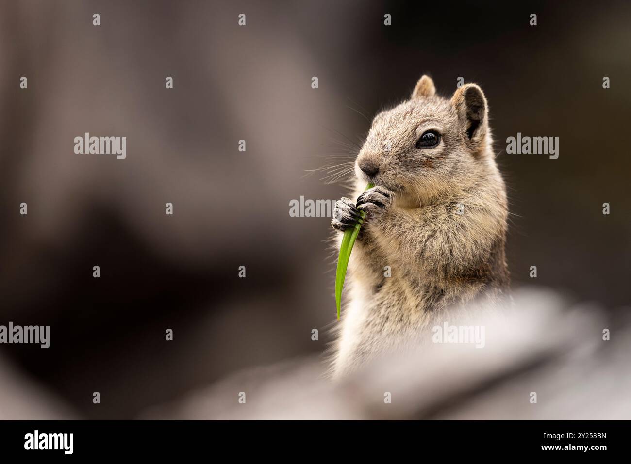 Golden Mantled Ground Squirrel eating a piece of grass Stock Photo - Alamy