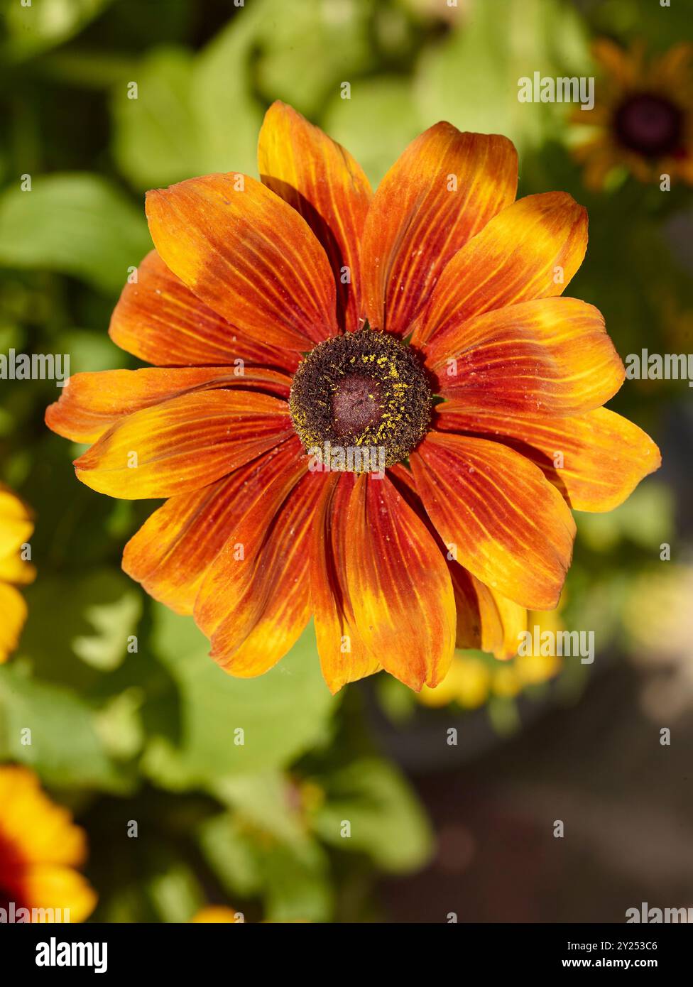 Glorious long lasting Rudbeckia ‘Summertime Yellow’. Natural close up ...