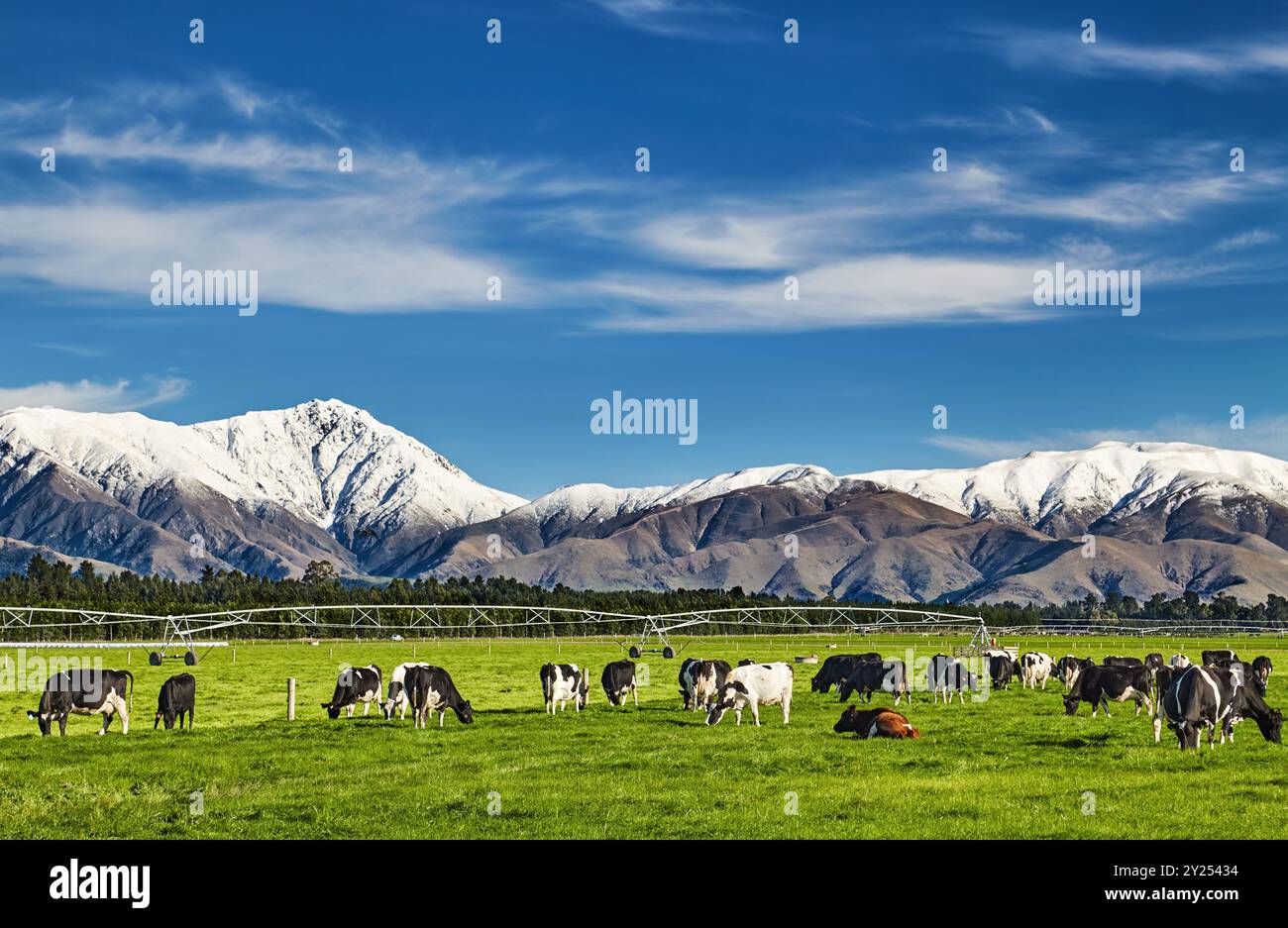 Pastoral landscape with grazing cows and snowy mountains in New Zealand ...