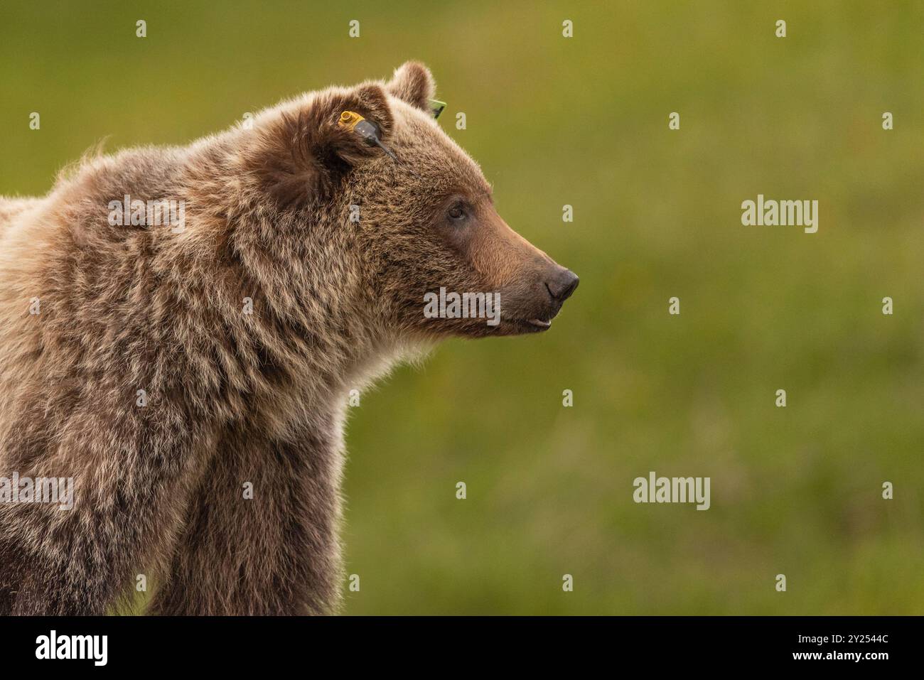 Grizzly Bear 181 with a radio tracker in its ear walking in a meadow in ...