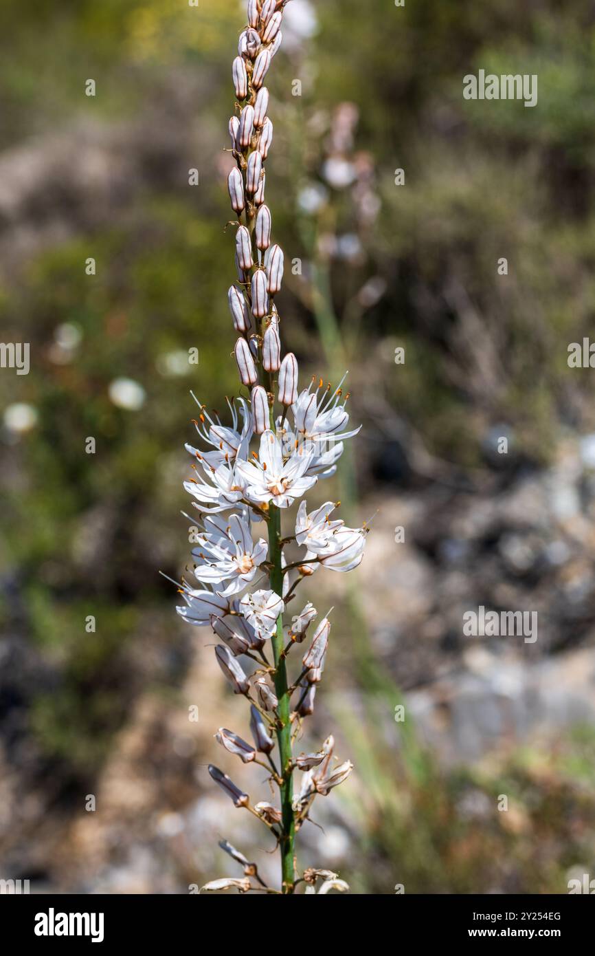 Asphodelus, Asphodel Flower Stock Photo - Alamy