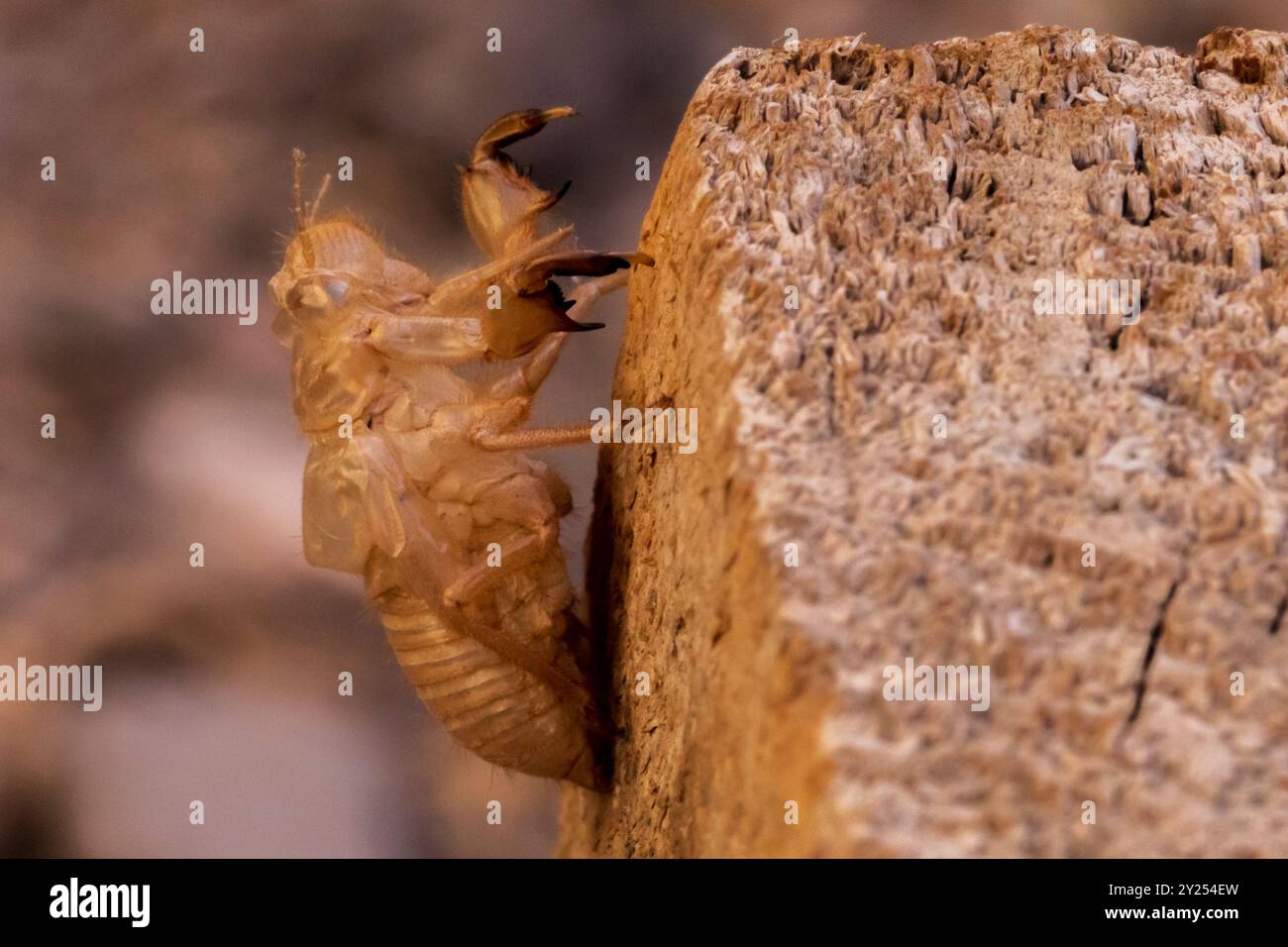 Exoskeleton Of Cicada Barbara Stock Photo - Alamy
