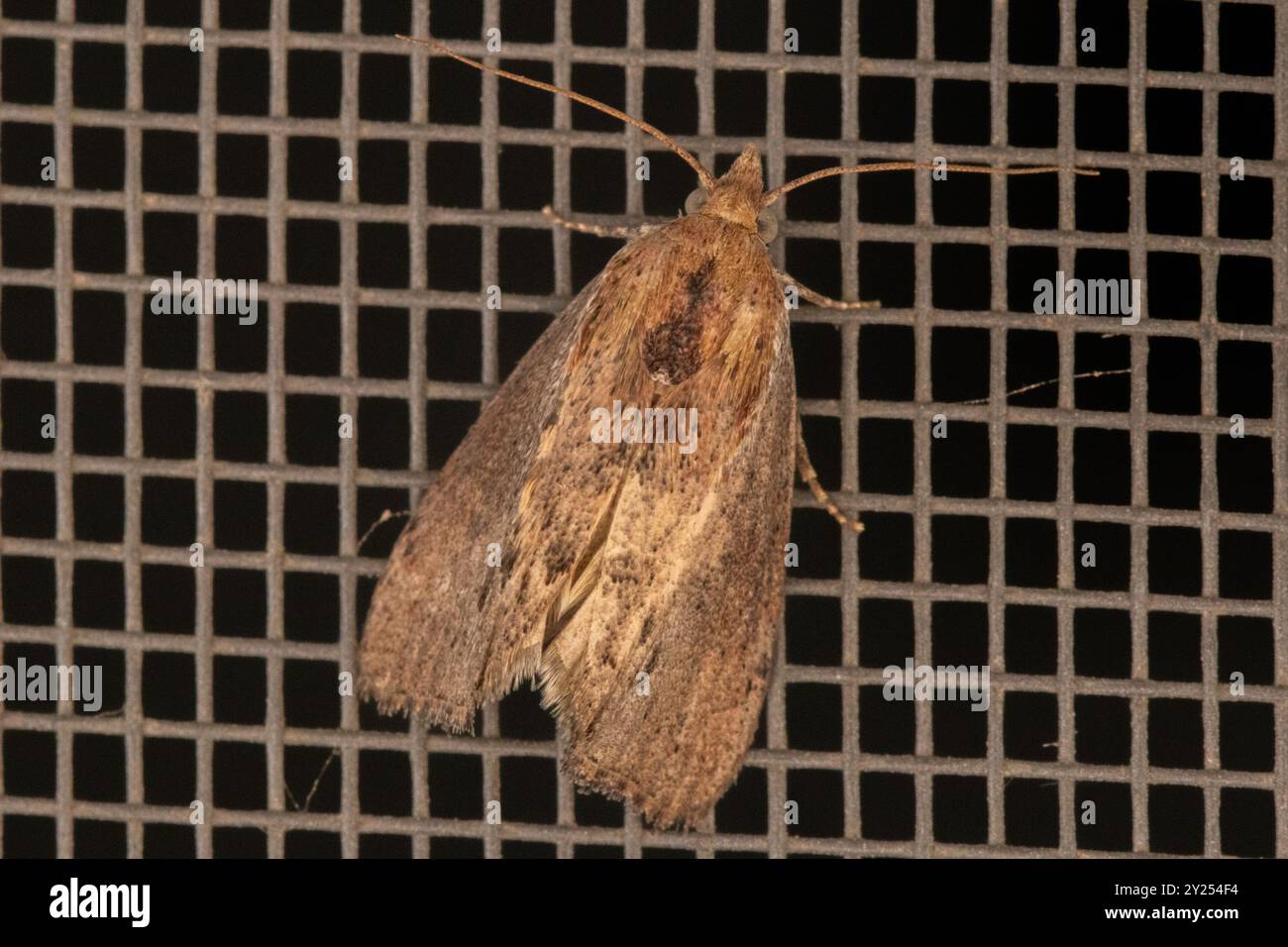Galleria mellonella, Greater Wax Moth Stock Photo - Alamy