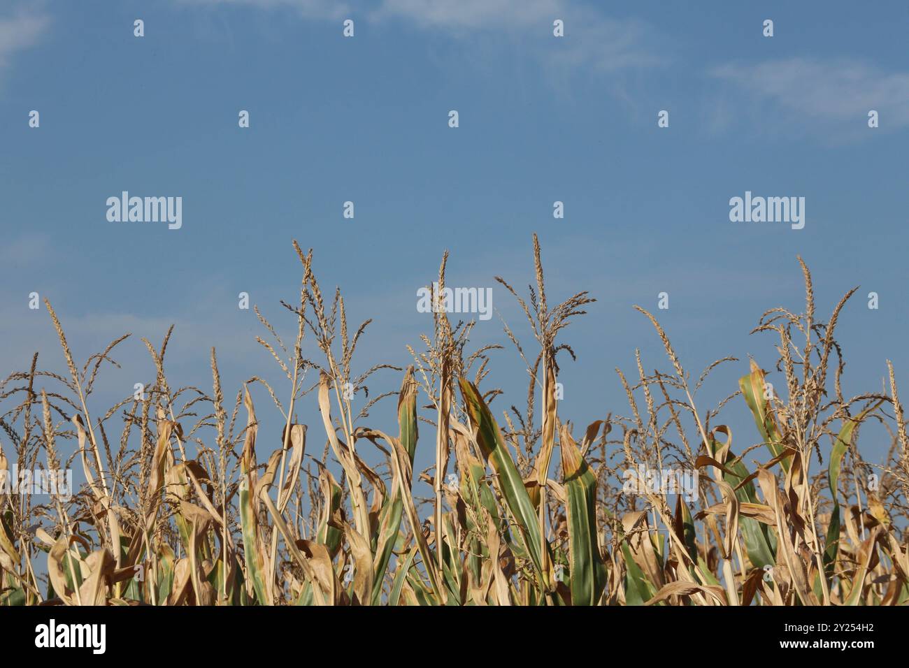 Ernteerwartungen hi-res stock photography and images - Alamy