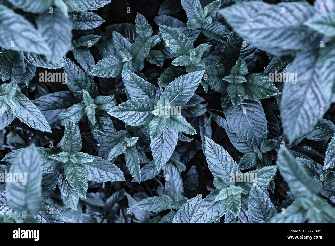 Nature background.Tree branchs,leaves and vegetation.Green leaves ...