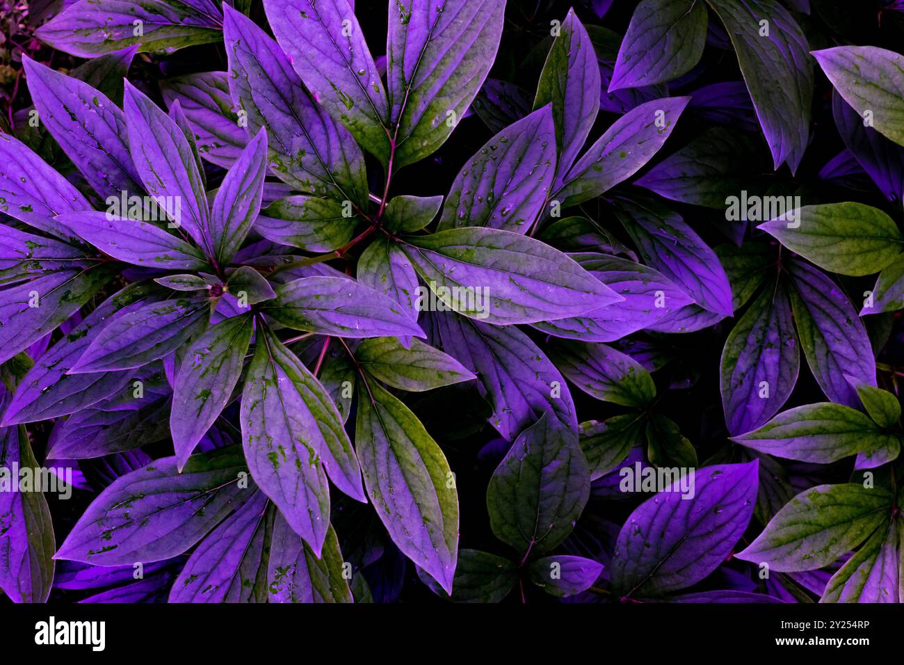 Nature background.Tree branchs,leaves and vegetation.Green leaves ...