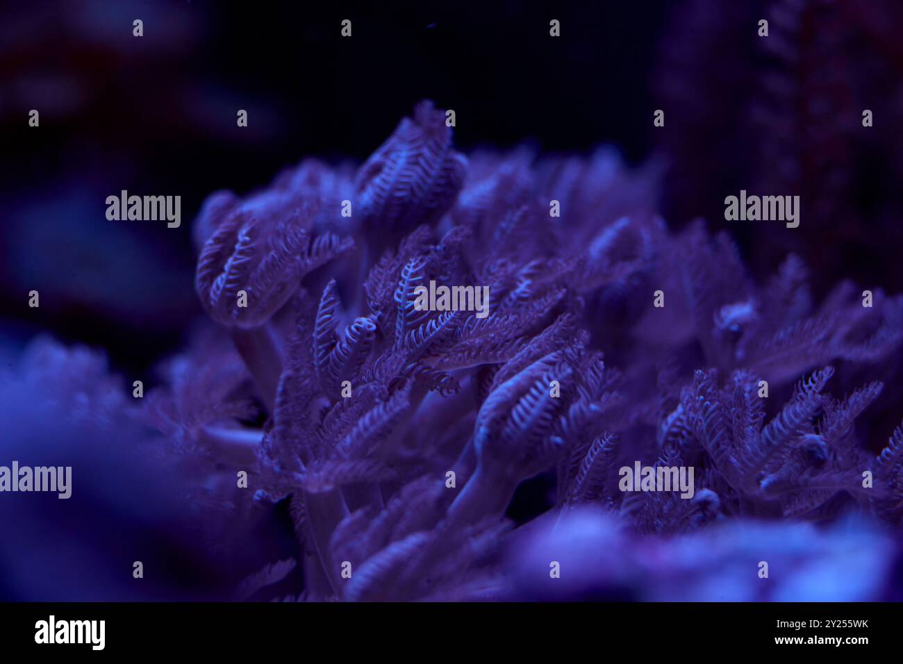 close-up sea corals and marine animals Pulsing Xenia, coral reef ...