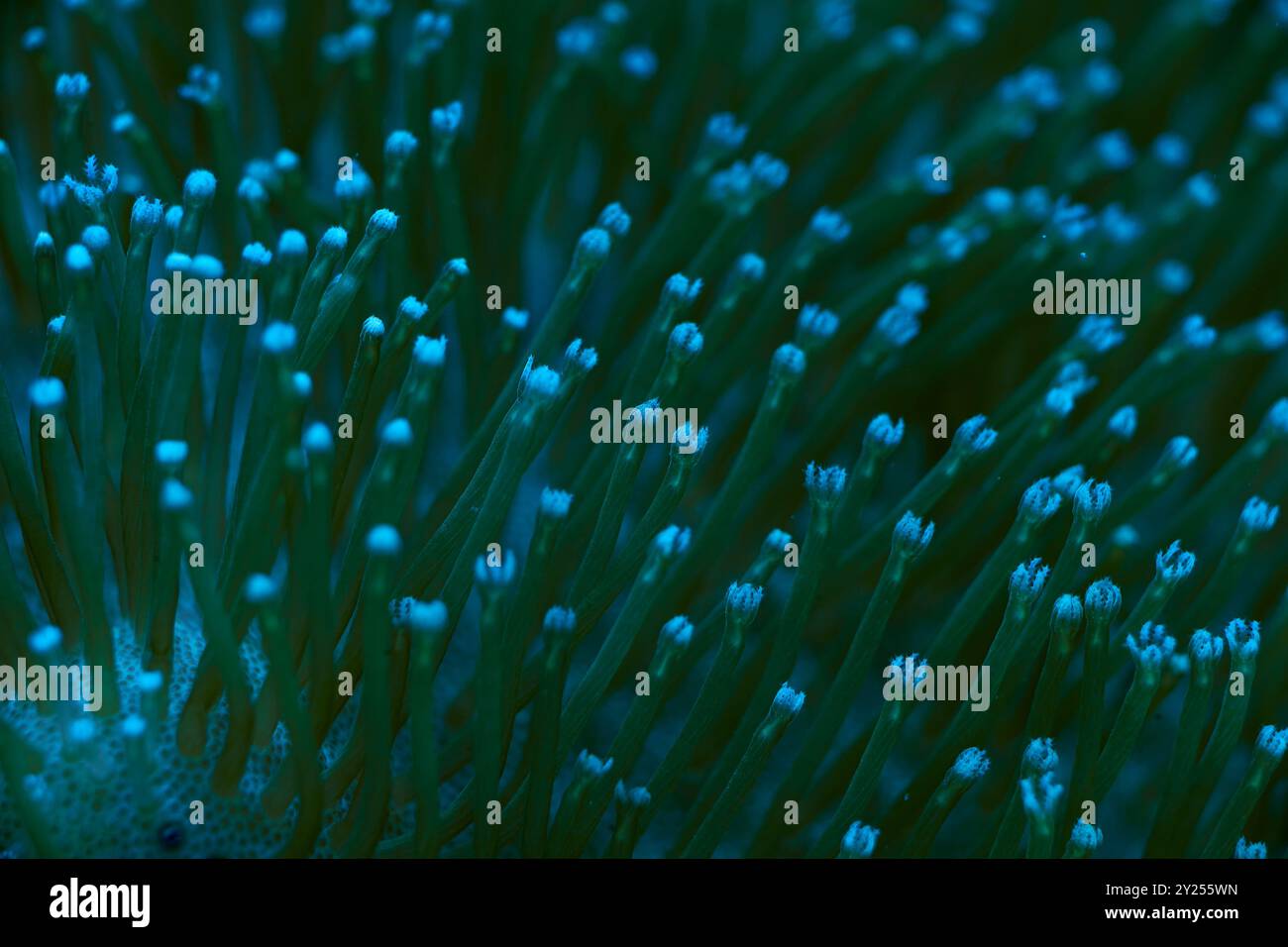 close-up sea corals Sarcophyton sp, coral reef concept Stock Photo - Alamy