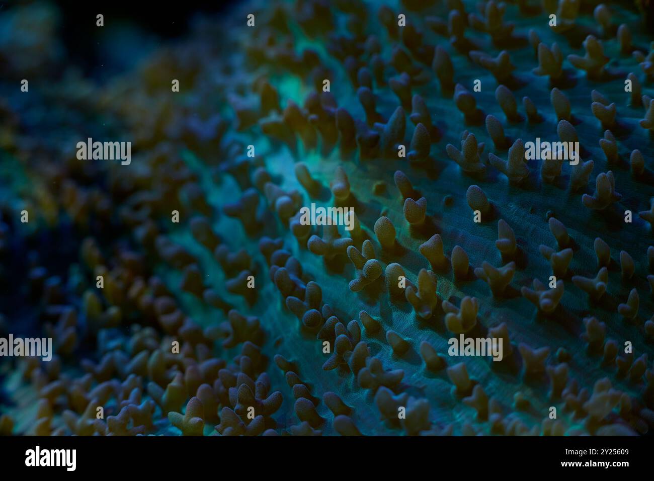 close-up sea corals Rhodactis sp, coral reef concept Stock Photo - Alamy
