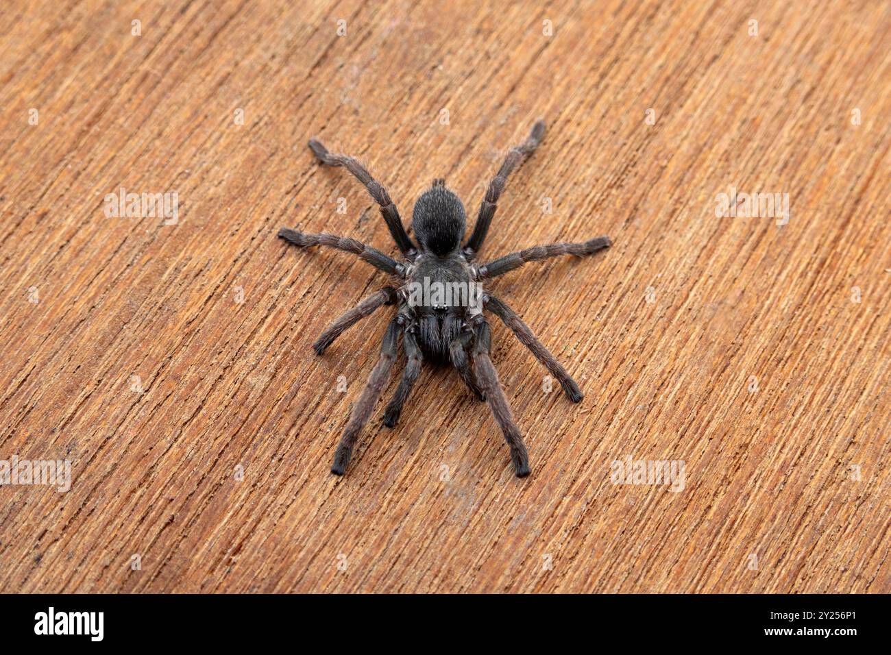 A juvenile of Haplocosmia himalayana, a tarantula also known as the ...