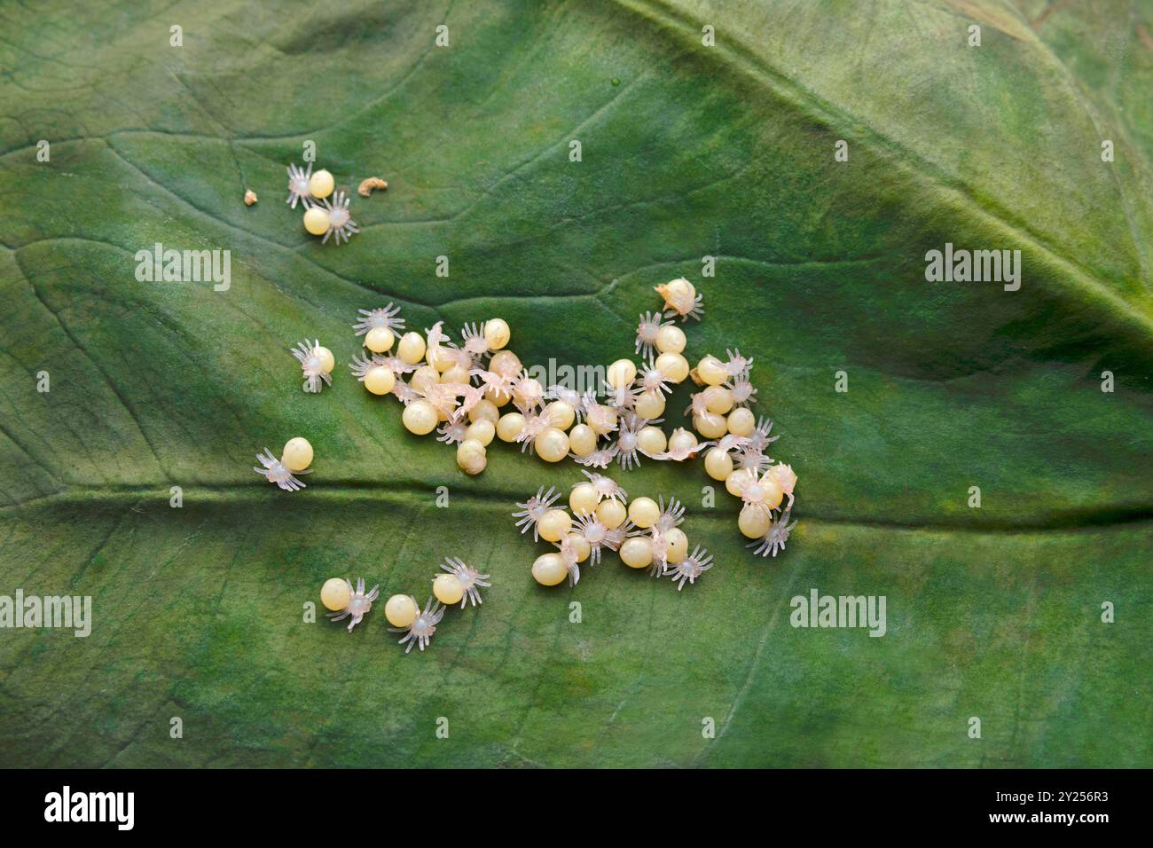 Spiderlings of Haplocosmia himalayana Stock Photo - Alamy
