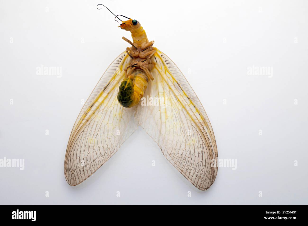 Dobsonflies are a subfamily of insects, Corydalinae, part of the ...