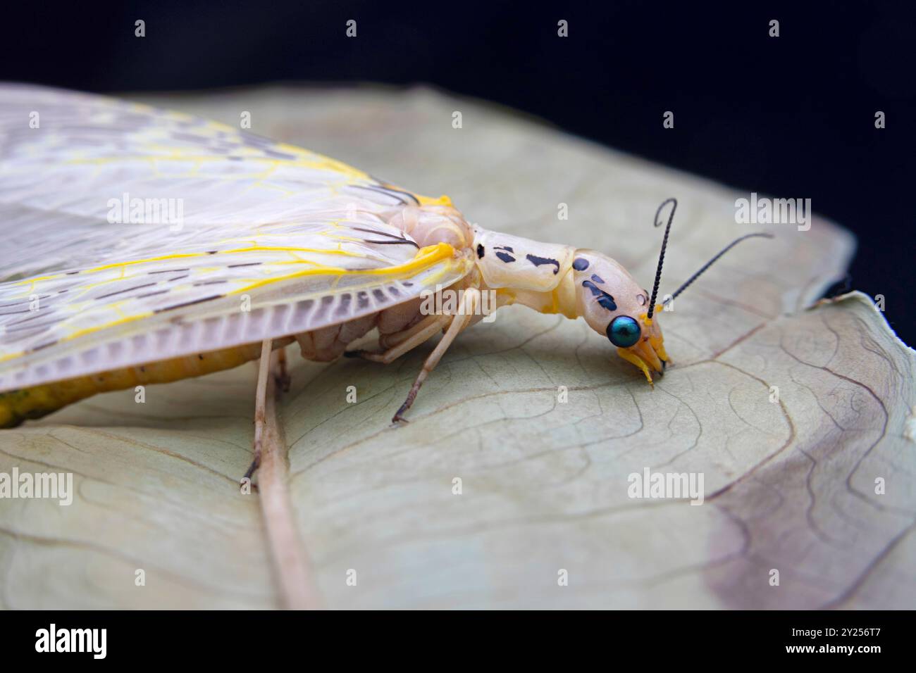 Dobsonflies are a subfamily of insects, Corydalinae, part of the ...