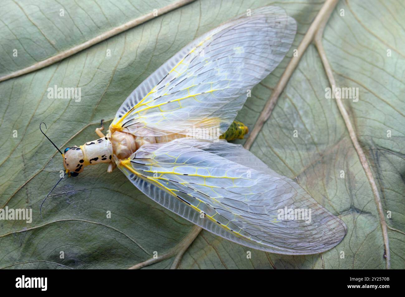 Dobsonflies are a subfamily of insects, Corydalinae, part of the Megalopteran family Corydalidae ...