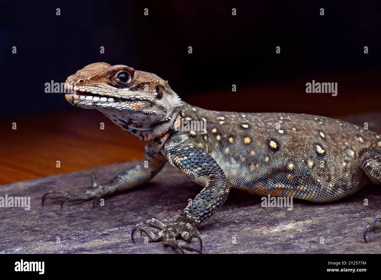 Agamid lizard Laudakia tuberculata from photographed in Kumaon ...