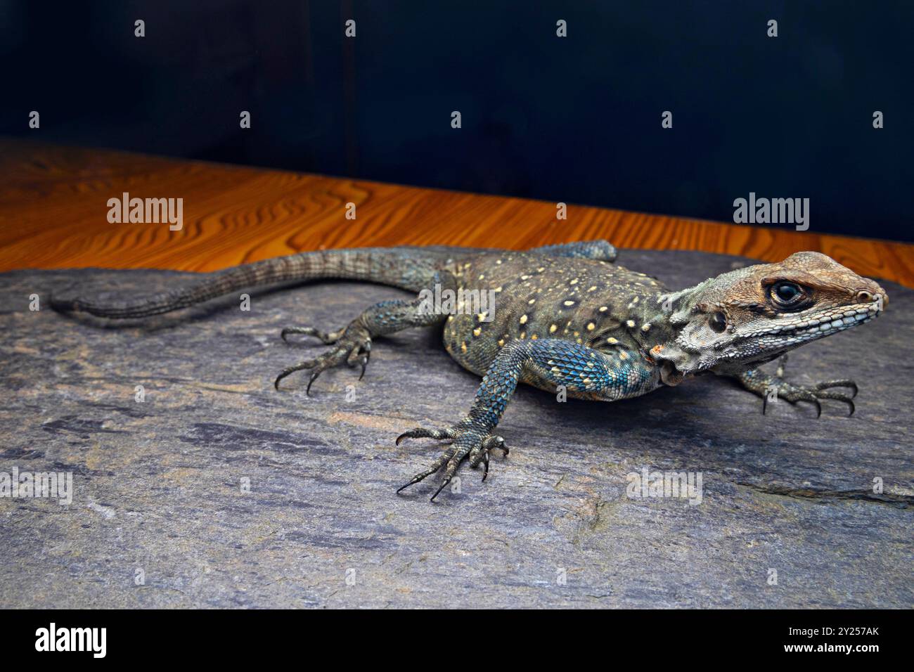 Agamid lizard Laudakia tuberculata from photographed in Kumaon ...