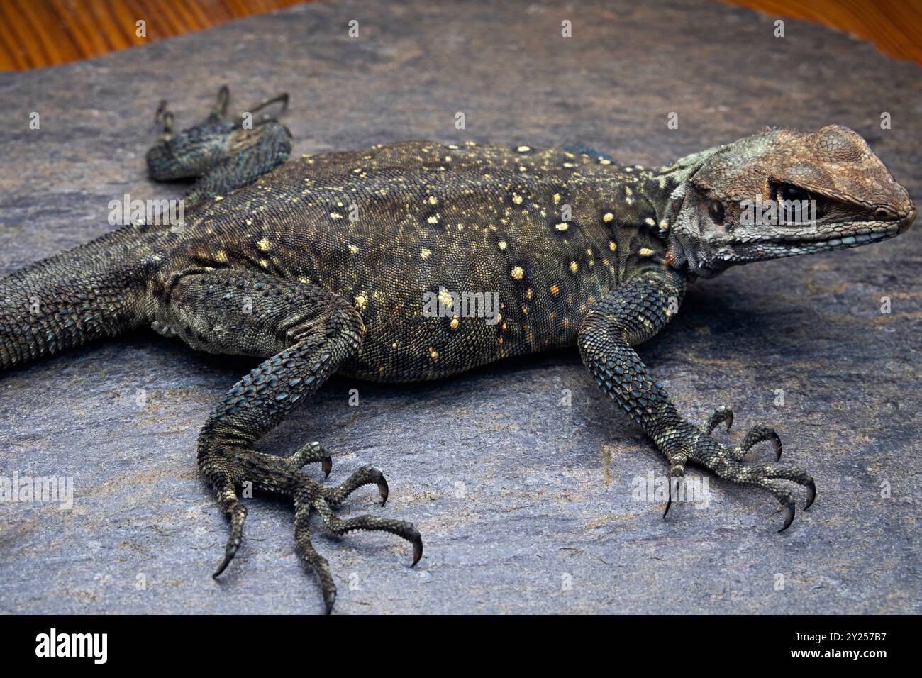 Agamid lizard Laudakia tuberculata from photographed in Kumaon ...